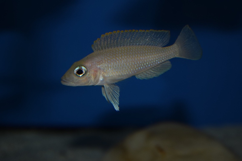 Neolamprologus caudopunctatus 'Kala'