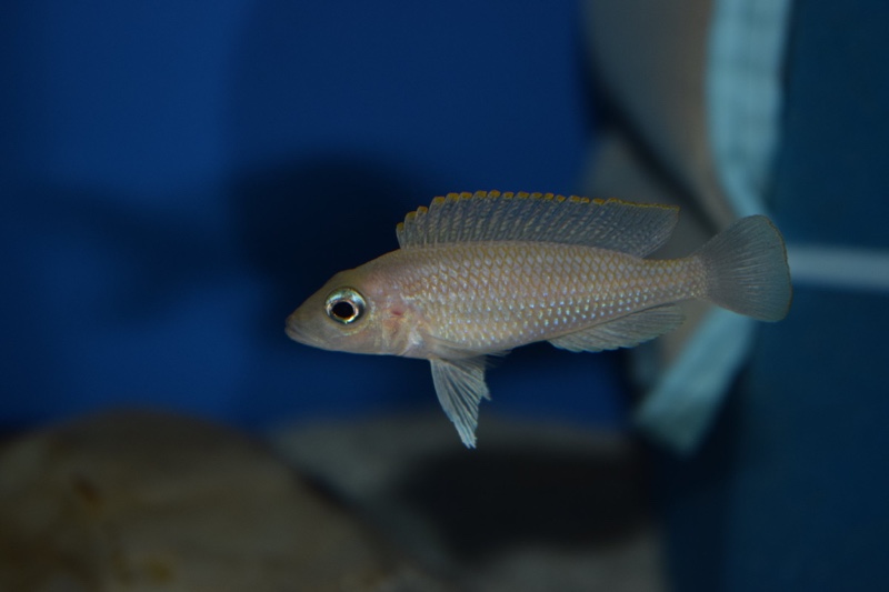 Neolamprologus caudopunctatus 'Kala'
