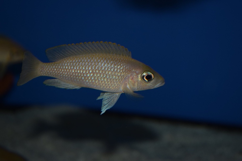 Neolamprologus caudopunctatus 'Kala'