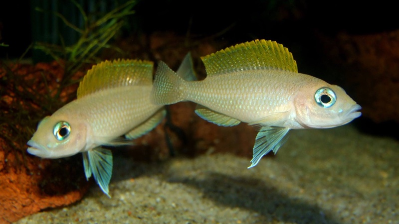Neolamprologus caudopunctatus 'Kapampa'