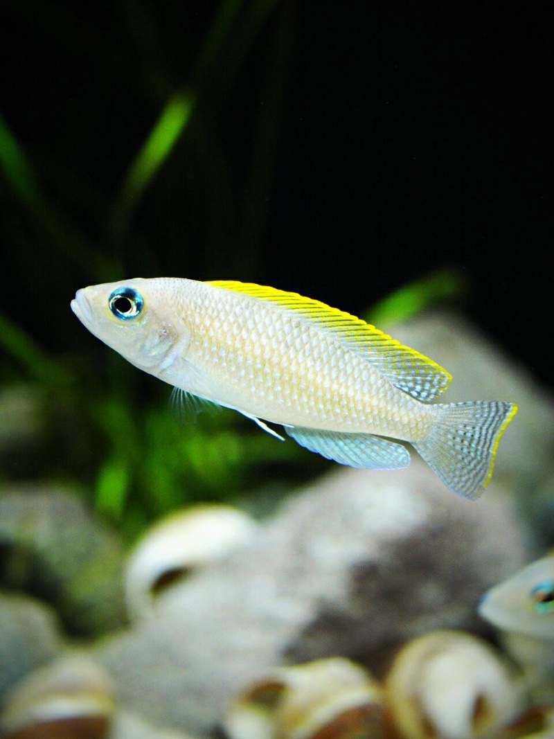 Neolamprologus caudopunctatus 'Kapampa'