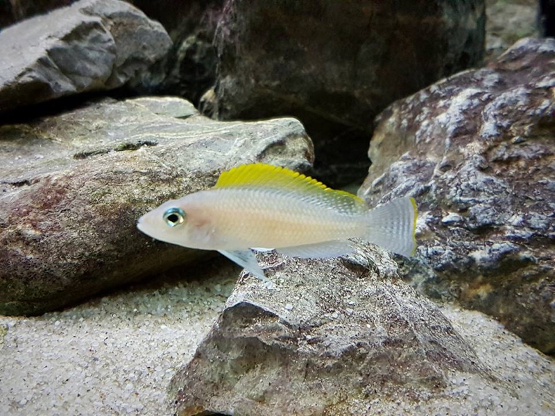Neolamprologus caudopunctatus 'Kapampa'