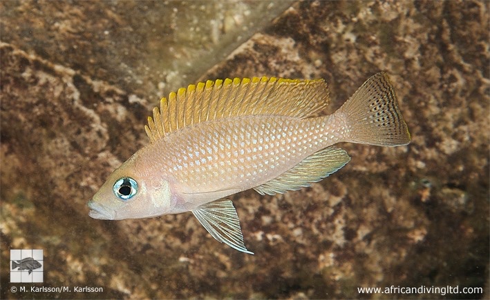 Neolamprologus caudopunctatus 'Kasola Island'