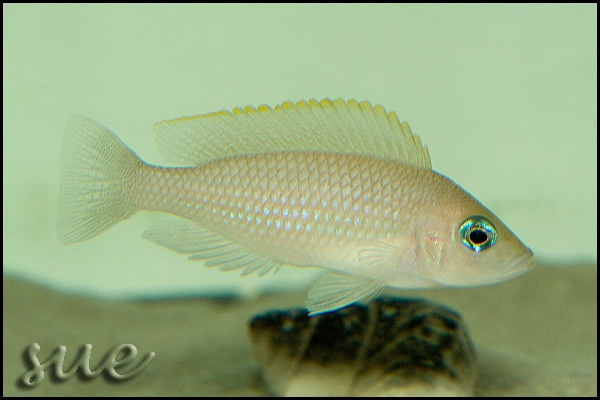 Neolamprologus caudopunctatus 'Moliro'