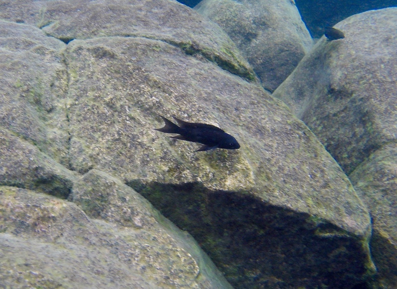 Neolamprologus christyi 'Samazi'