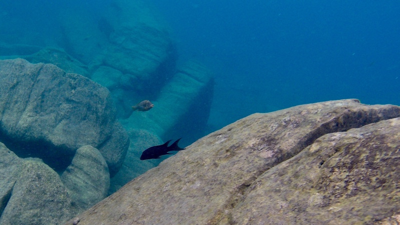 Neolamprologus christyi 'Samazi'