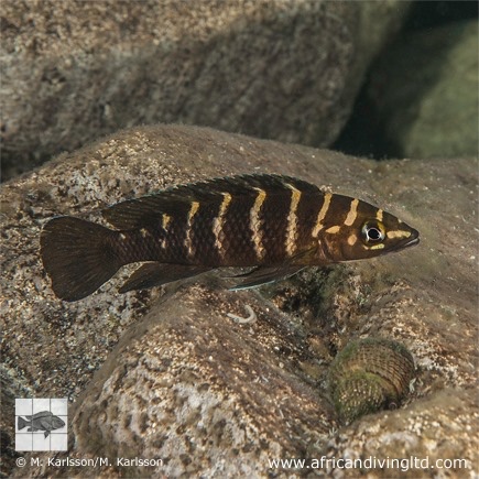 Neolamprologus cylindricus 'Kasola Island'