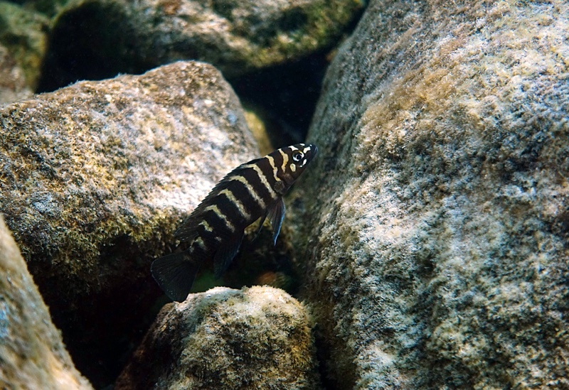 Neolamprologus cylindricus 'Nkondwe Island'
