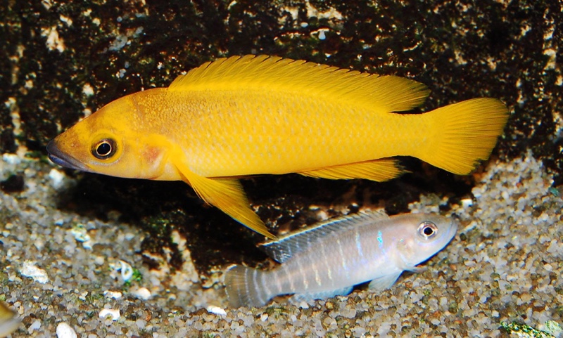 Neolamprologus leleupi 'Cape Tembwe'
