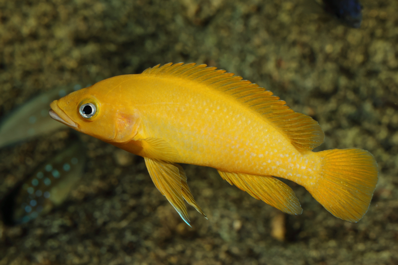Neolamprologus leleupi 'Talama'