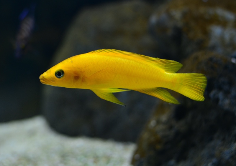 Neolamprologus leleupi 'Uvira'