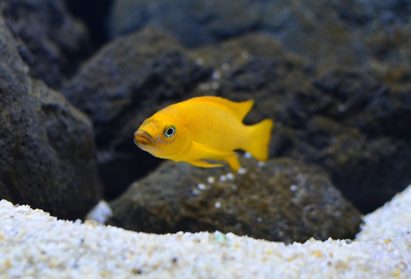 Neolamprologus leleupi 'Uvira'