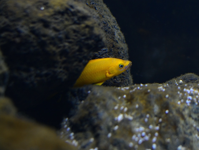 Neolamprologus leleupi 'Uvira'