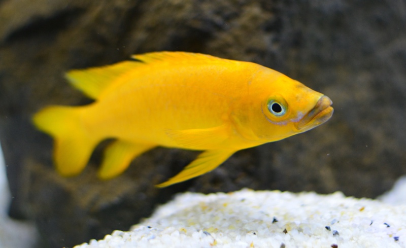 Neolamprologus leleupi 'Uvira'