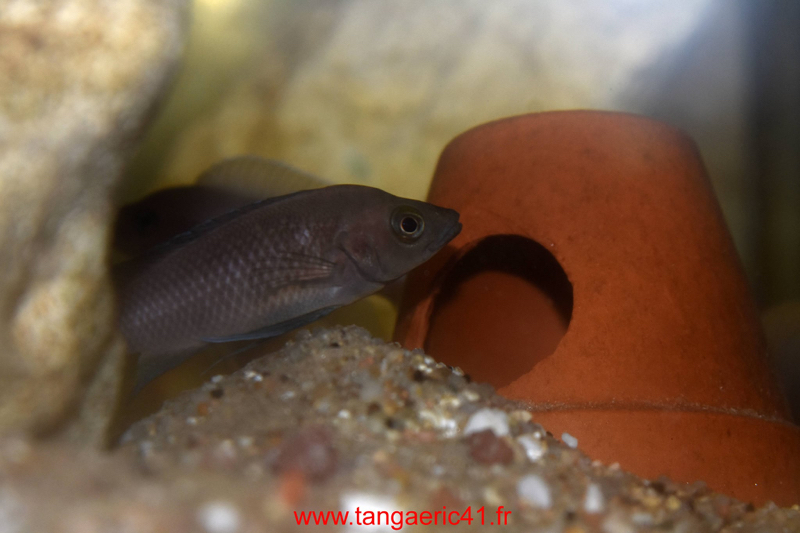 Neolamprologus leleupi 'Wimbi'