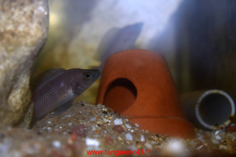 Neolamprologus leleupi 'Wimbi'