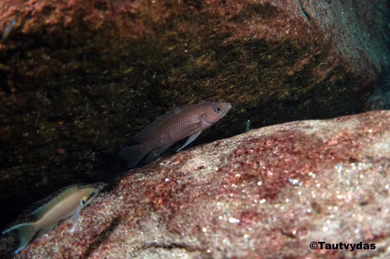 Neolamprologus longior 'Miyako Point'