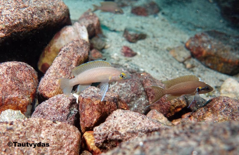 Neolamprologus longior 'Miyako Point'