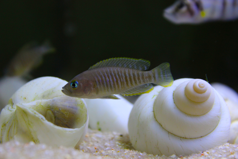 Neolamprologus multifasciatus 'Cape Chaitika'