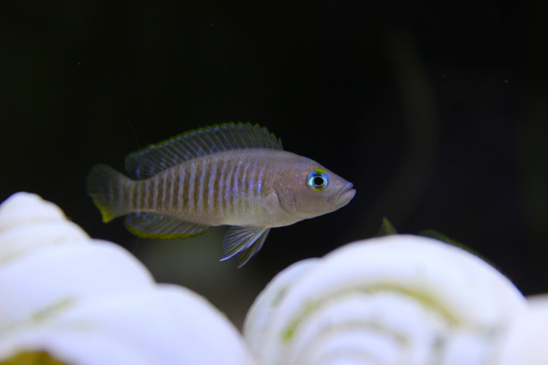 Neolamprologus multifasciatus 'Cape Chaitika'