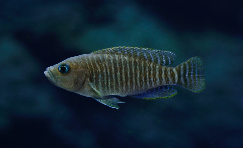 Neolamprologus multifasciatus (unknown locality)