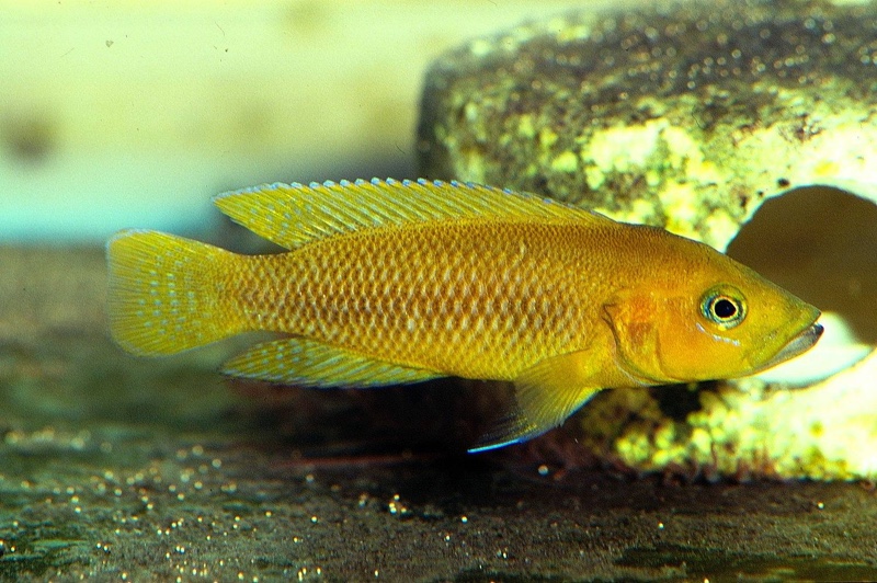 Neolamprologus niger (unknown locality)