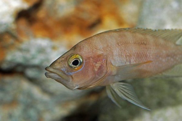 Neolamprologus prochilus (unknown locality)