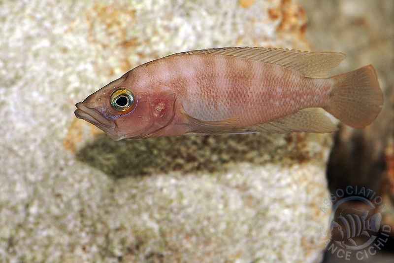 Neolamprologus prochilus (unknown locality)