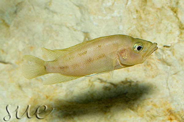 Neolamprologus prochilus (unknown locality)