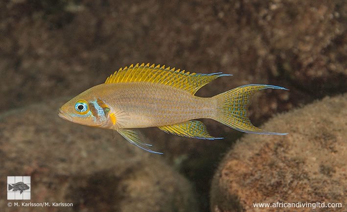 Neolamprologus pulcher 'Kambwimba'; Daffodil