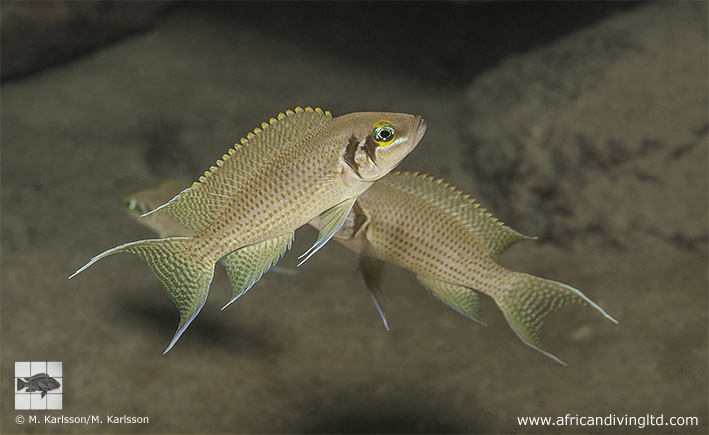 Neolamprologus pulcher 'Kansombo'