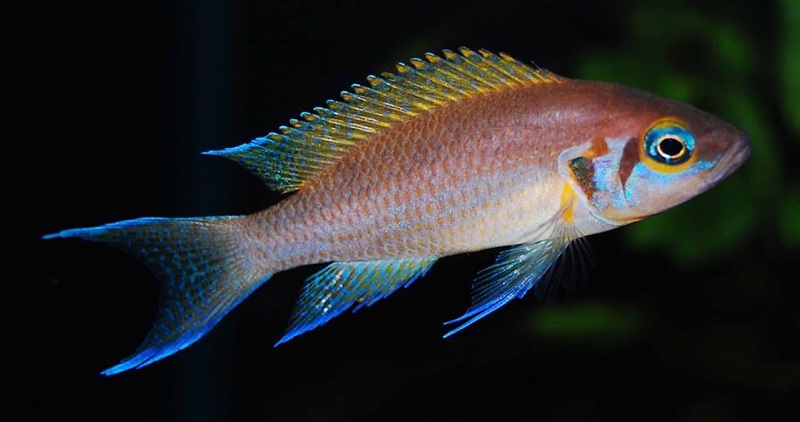 Neolamprologus pulcher 'Kantalamba'; Daffodil