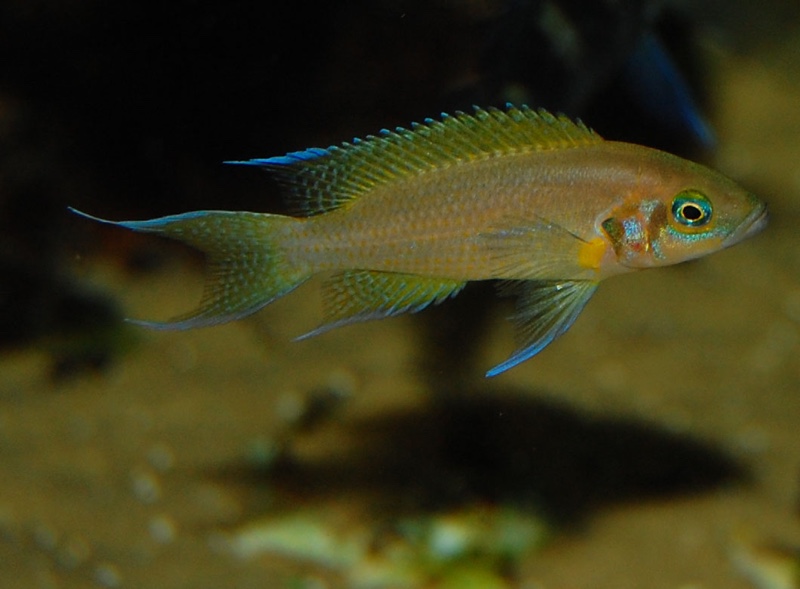Neolamprologus pulcher 'Kantalamba'; Daffodil