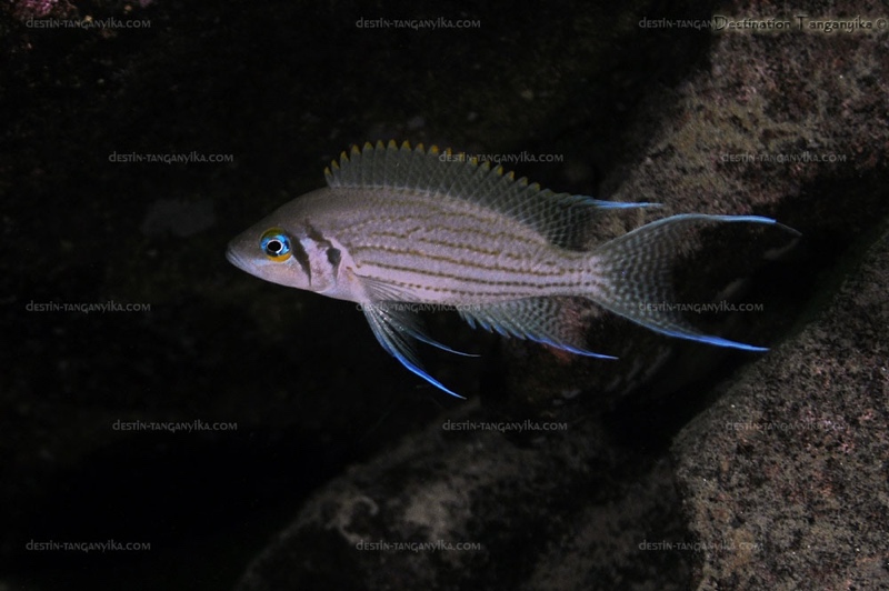 Neolamprologus pulcher 'Molwe'