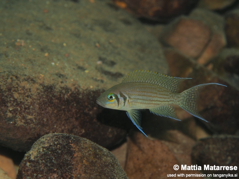 Neolamprologus pulcher 'Muzi'