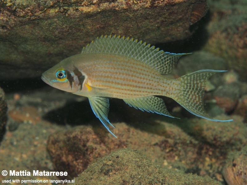 Neolamprologus pulcher 'Tongwa'