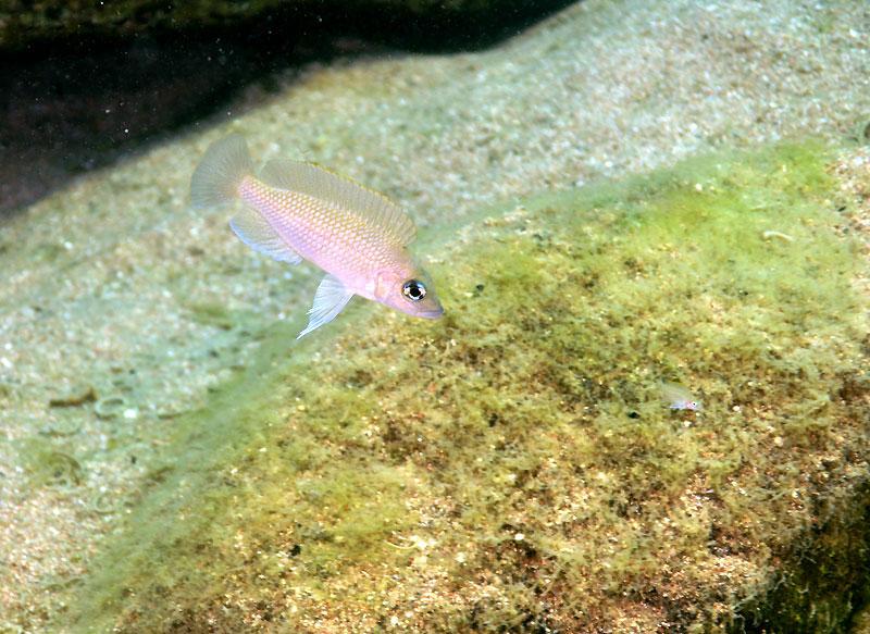 Neolamprologus sp. 'caudopunctatus kipili' Mvuna Island