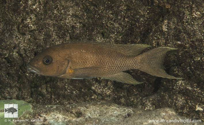 Neolamprologus sp. 'cygnus' Popo Point; Neolamprologus sp. 'cygnus ...