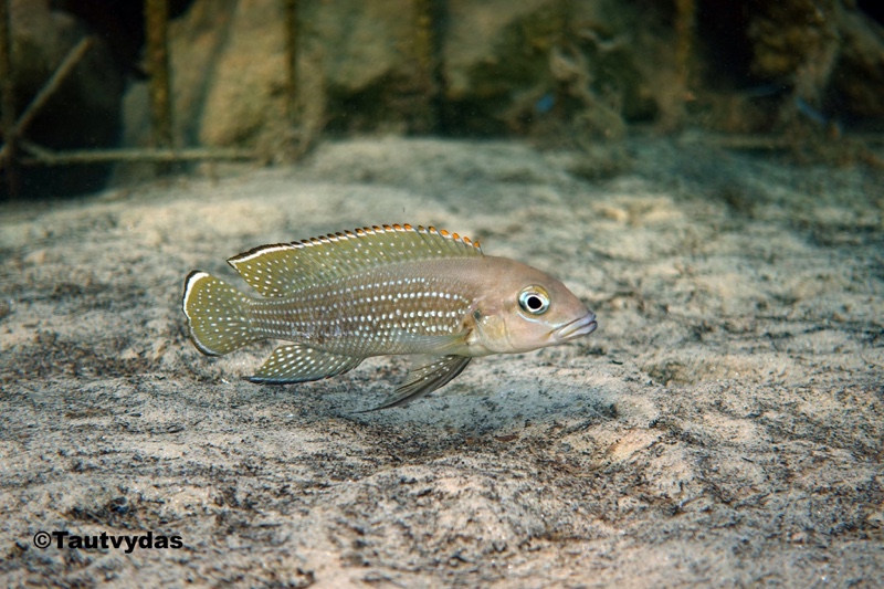 Neolamprologus tetracanthus 'Bilinge Bay'
