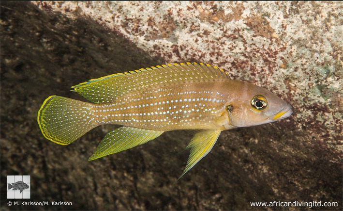 Neolamprologus tetracanthus 'Popo Point'; Neolamprologus brevianalis ...