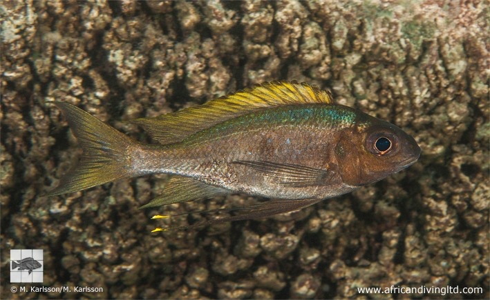 Ophthalmotilapia boops 'Popo Point'