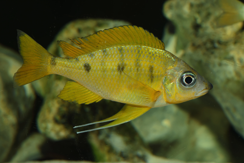 Ophthalmotilapia cf. nasuta 'Kipili'; Ophthalmotilapia sp. 'Nasuta ...