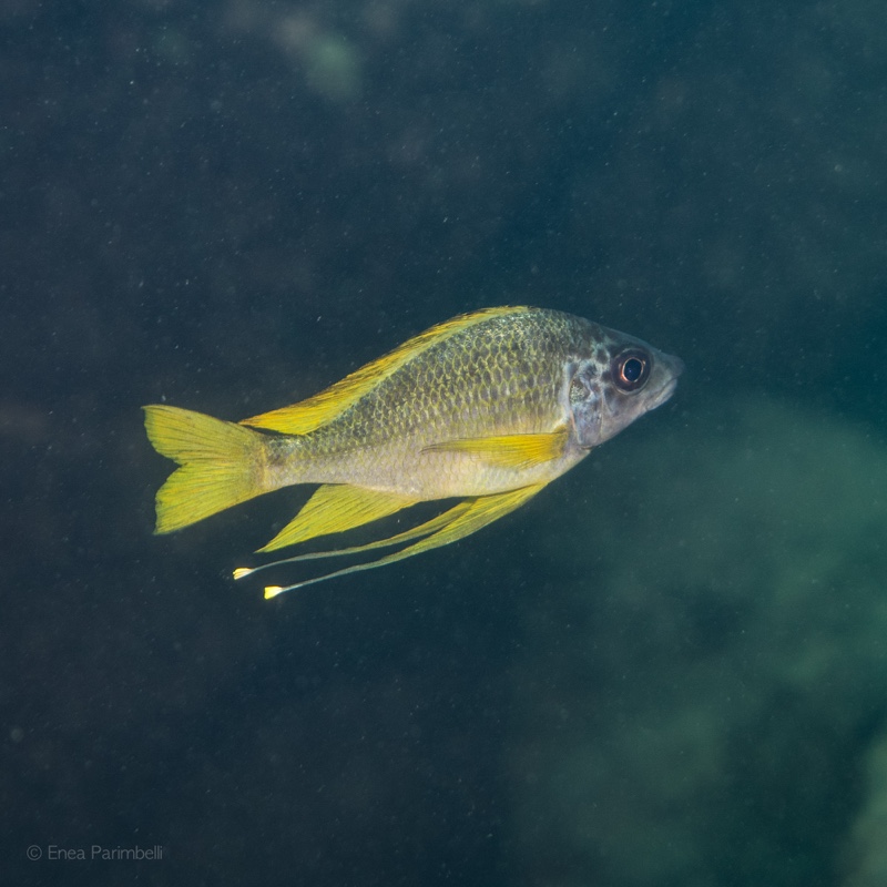 Ophthalmotilapia cf. nasuta 'Taala (Lusembwa) Point'; Ophthalmotilapia ...