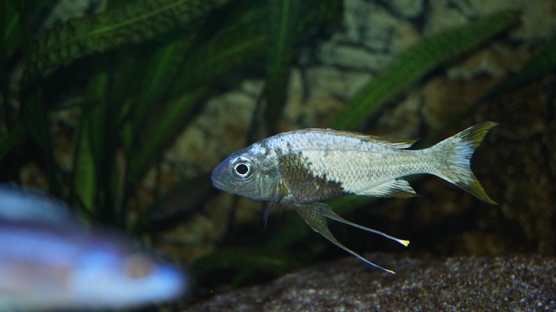 Ophthalmotilapia sp. 'whitecap' Kalubamba; Ophthalmotilapia ventralis ...