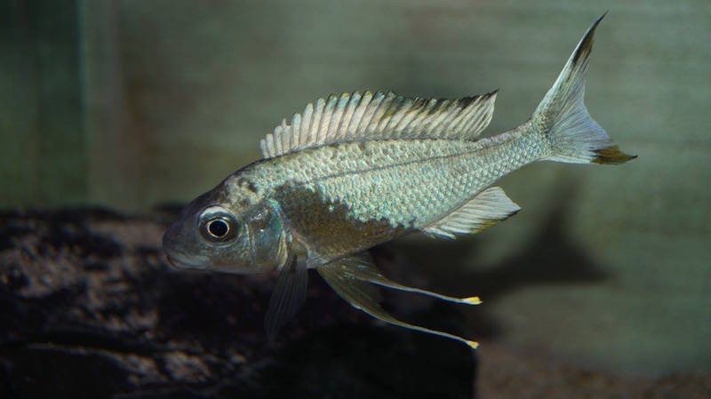 Ophthalmotilapia sp. 'whitecap' Kalubamba; Ophthalmotilapia ventralis ...