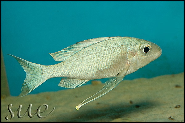 Ophthalmotilapia sp. 'whitecap' Kalubamba; Ophthalmotilapia ventralis ...