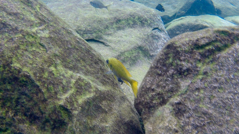 Ophthalmotilapia cf. ventralis 'Samazi'; Ophthalmotilapia sp ...