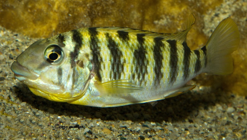 Petrochromis cf. polyodon (Moba)