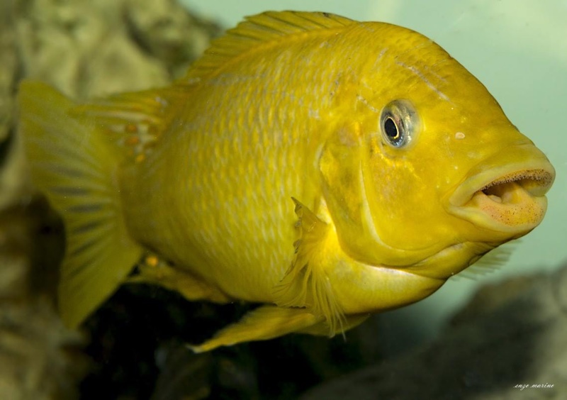 Petrochromis ephippium 'Siyeswe'; Moshi Yellow