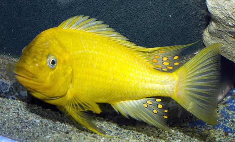 Petrochromis ephippium 'Siyeswe'; Moshi Yellow